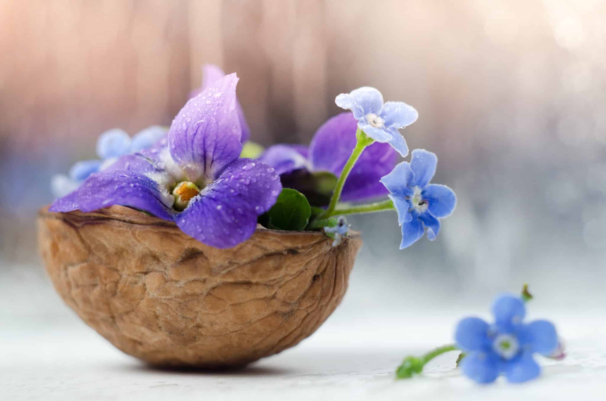 Un week-end sous le signe de la Violette à Toulouse - Toulouseblog.fr